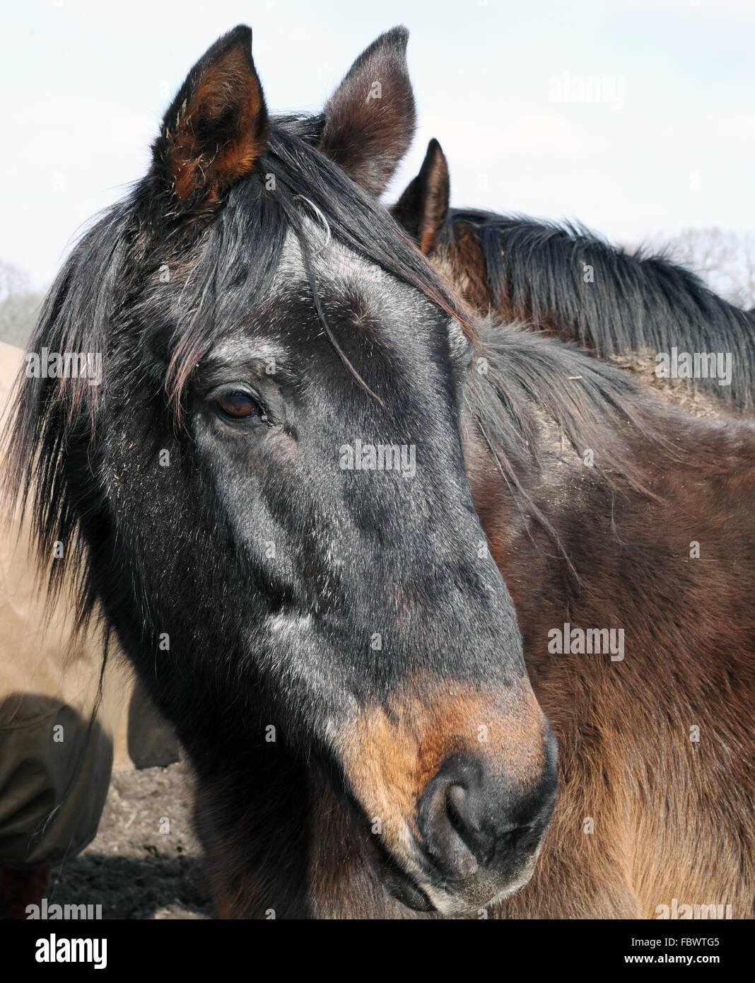 Potrait of a horse hi-res stock photography and images - Alamy