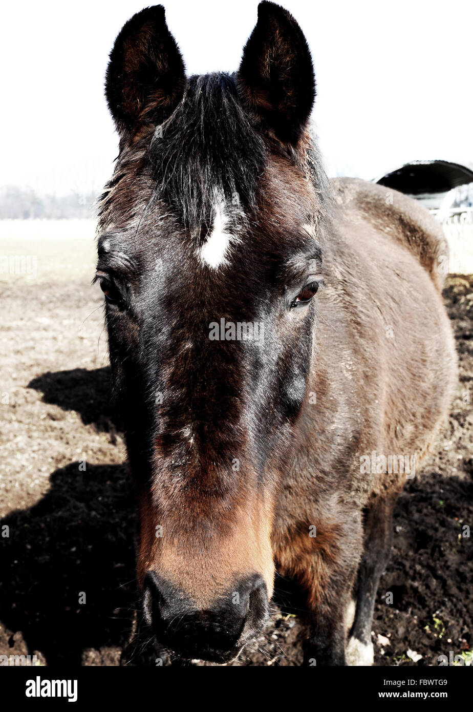 Schwarzes pferd hi-res stock photography and images - Alamy