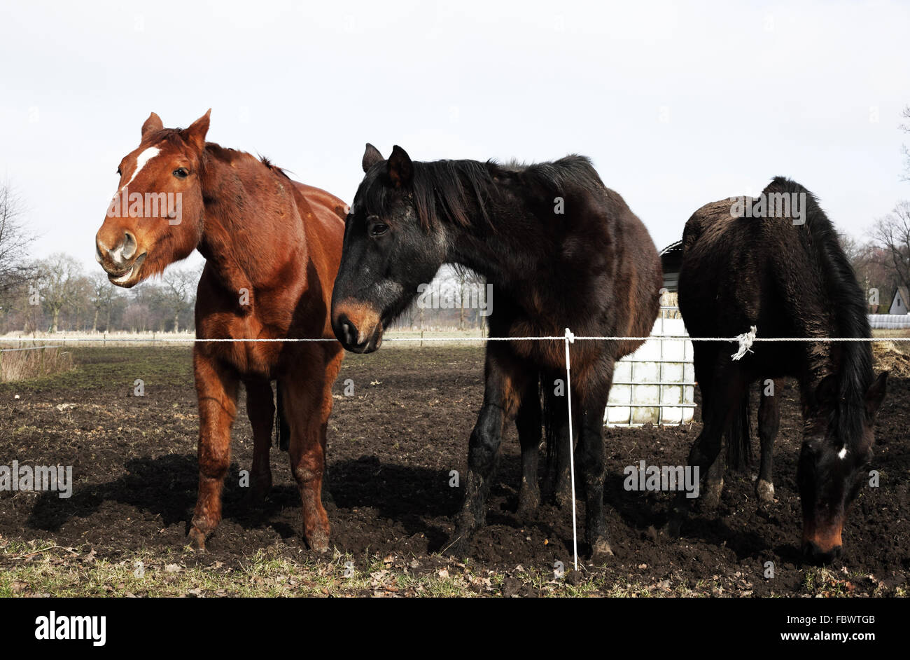 Barnyard horses hi-res stock photography and images - Alamy