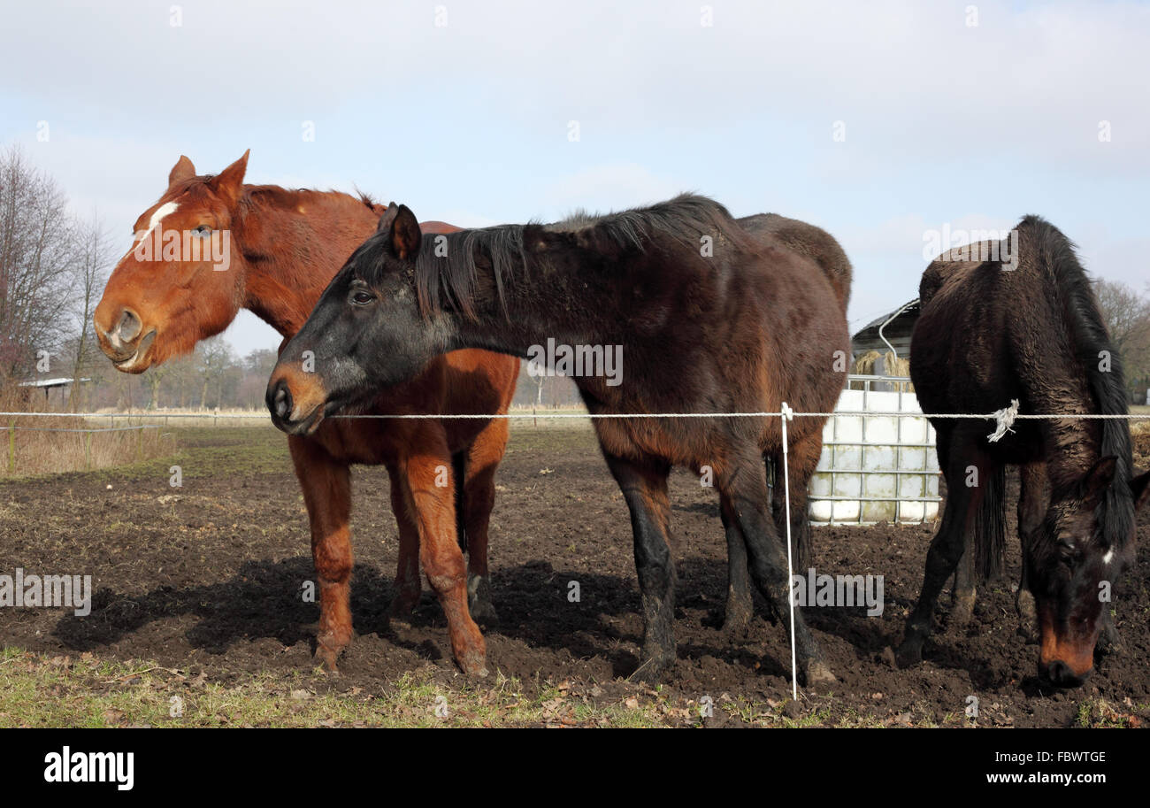 Barnyard horses hi-res stock photography and images - Alamy