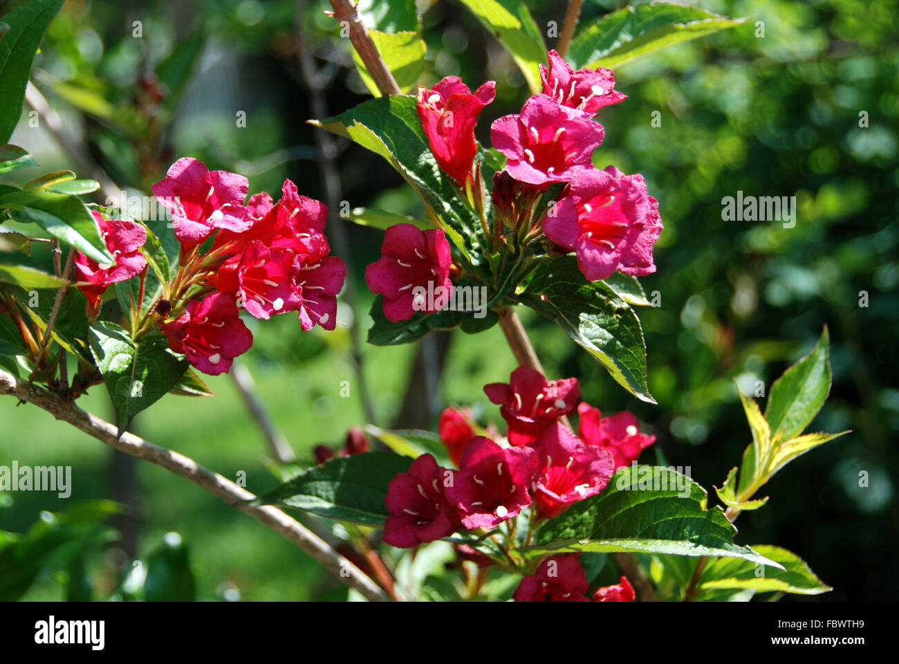 Weigela in blossom Stock Photo - Alamy