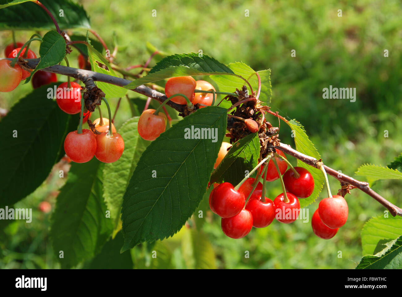 First crop of fruit hi-res stock photography and images - Alamy
