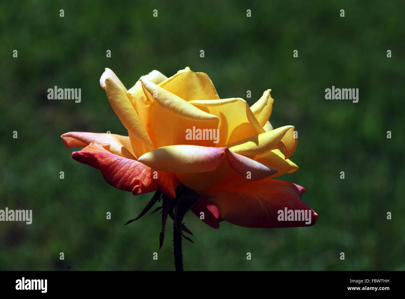 Single rose hi-res stock photography and images - Alamy