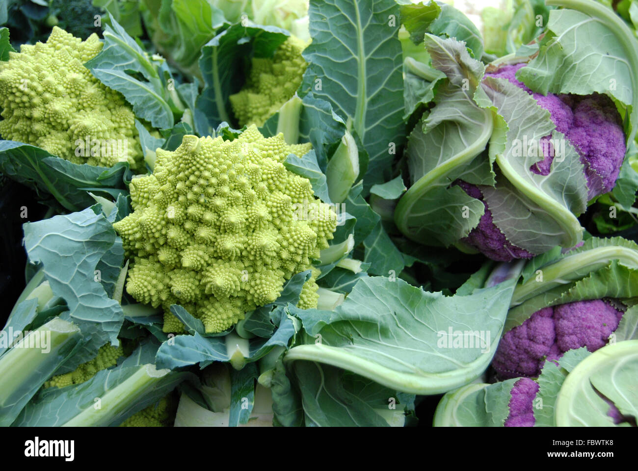 Green and purple cauliflowers Stock Photo - Alamy