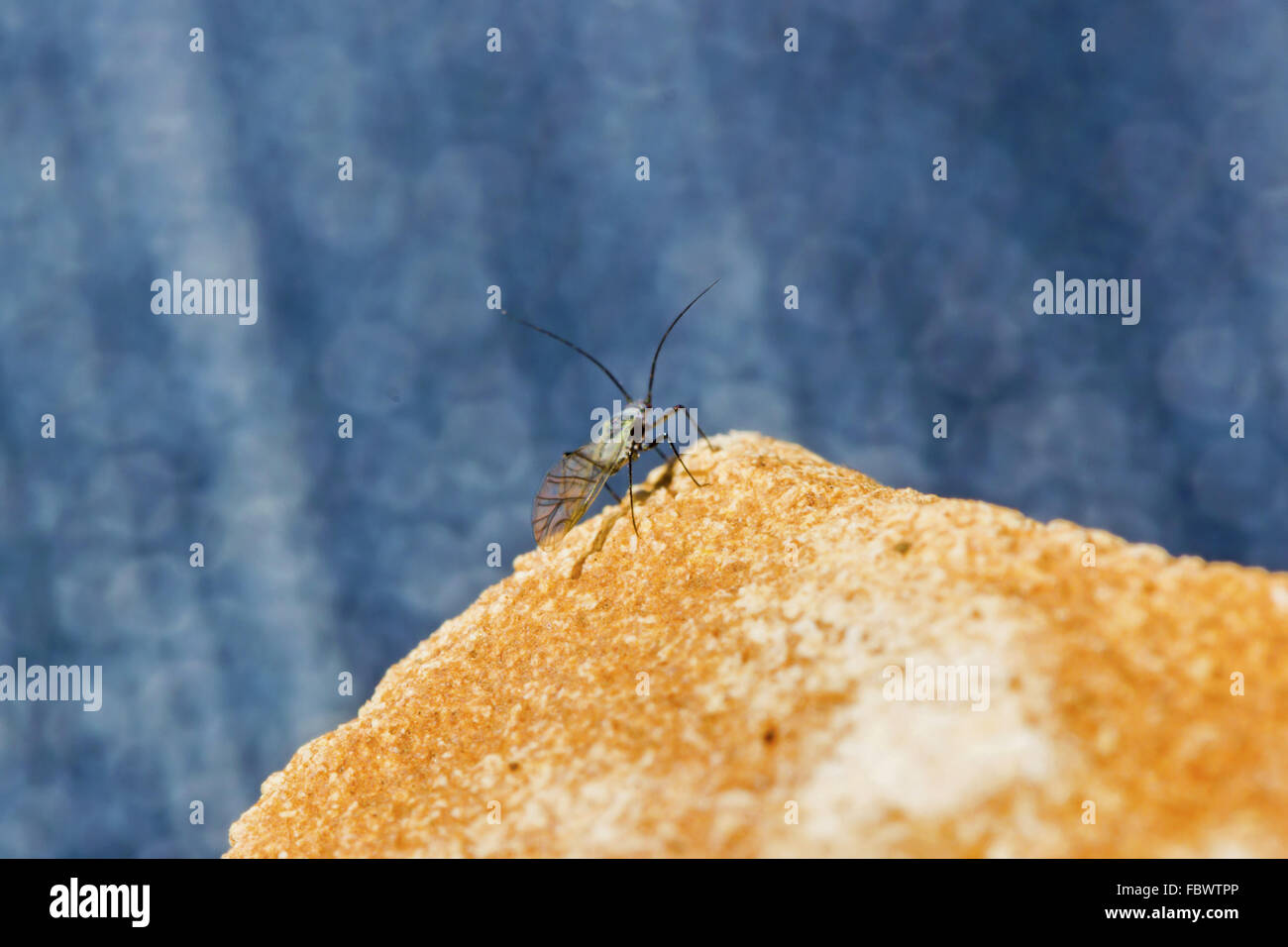 Arizona insekt hi-res stock photography and images - Alamy