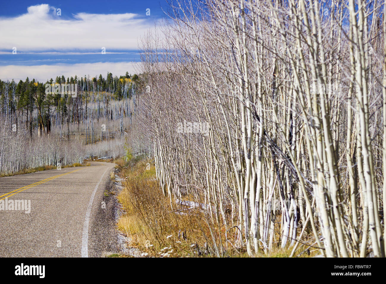 White trees at a road Stock Photo - Alamy