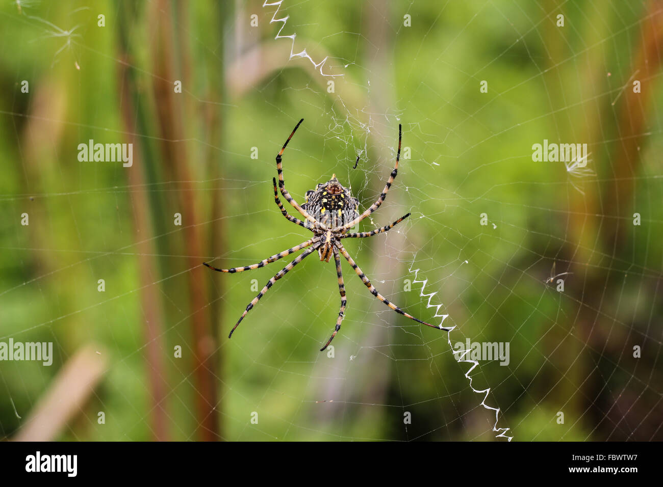 Spider on a spiderweb Stock Photo - Alamy