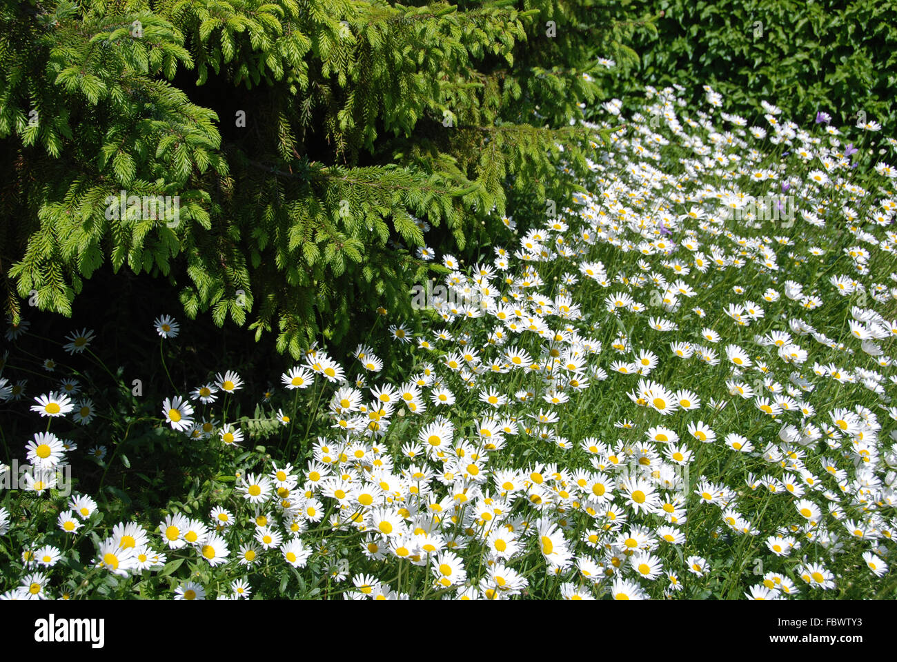 Daisy corner hi-res stock photography and images - Alamy