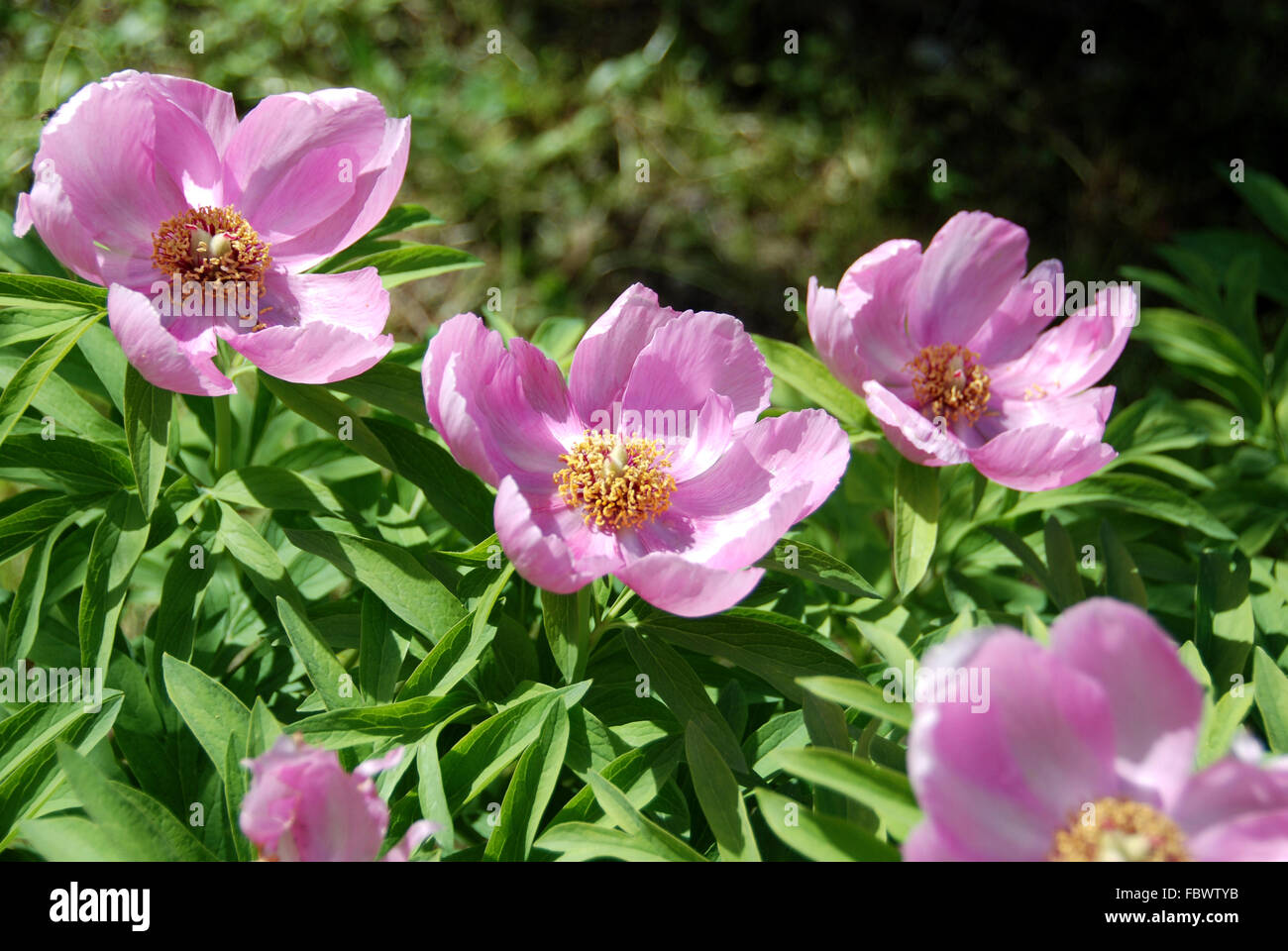 Officinalis peony paeonia peonies hi-res stock photography and images ...