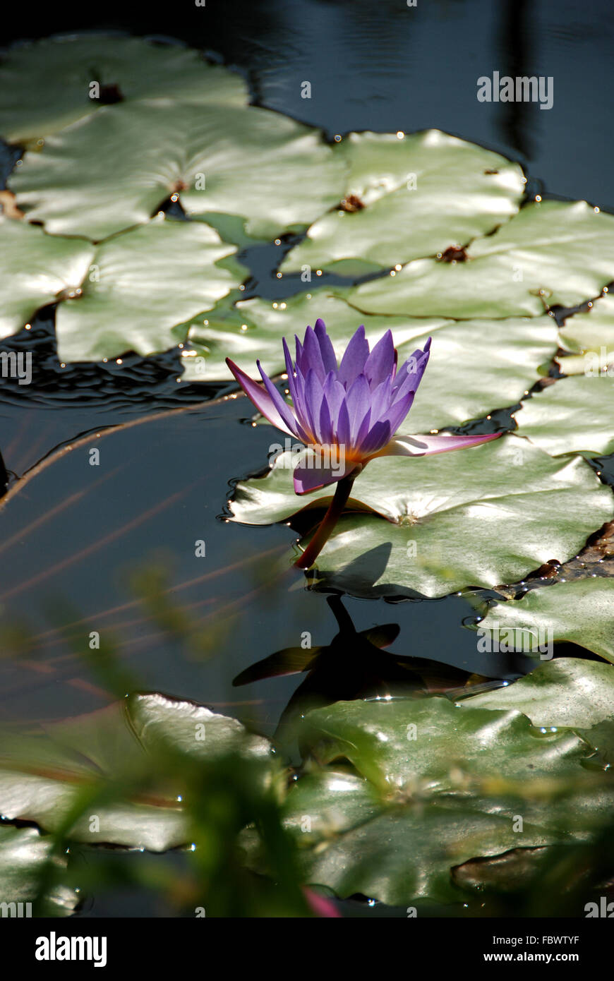 How to grow lotus hi-res stock photography and images - Alamy