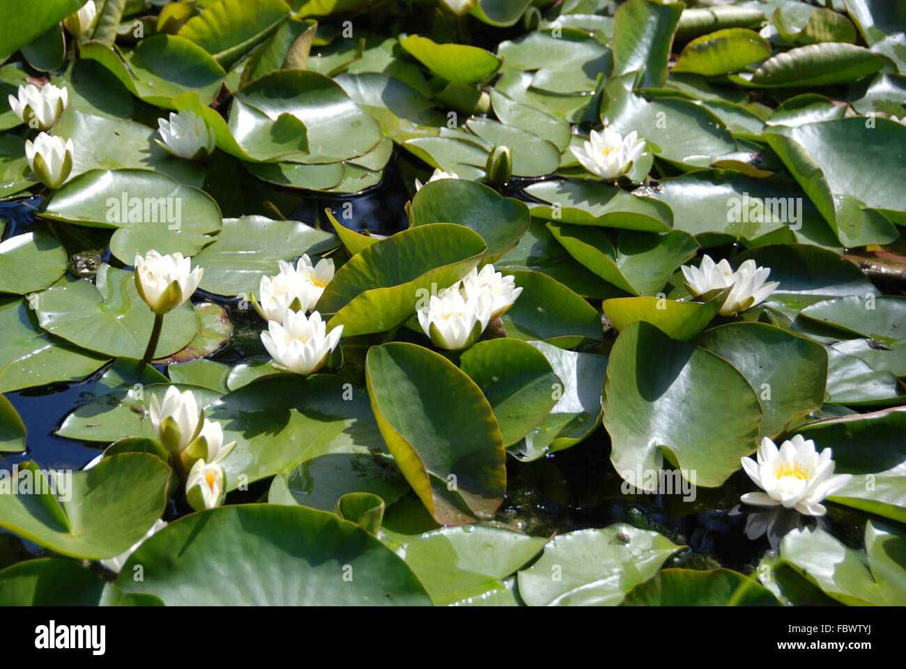 Lotuses hi-res stock photography and images - Alamy