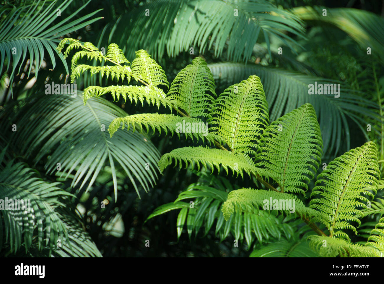 Fragile fern hi-res stock photography and images - Alamy
