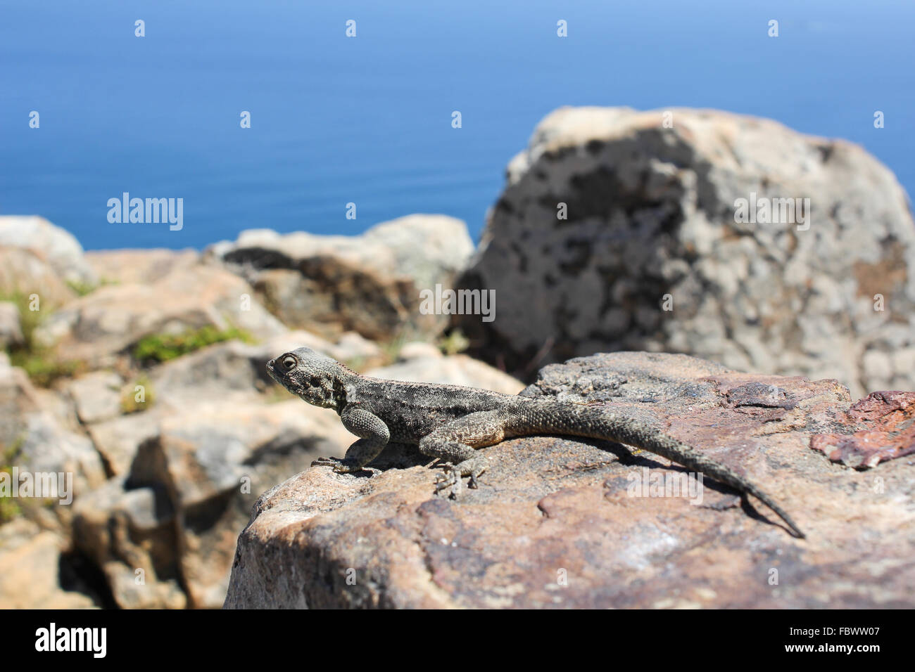 Gecko on a Rock Stock Photo - Alamy