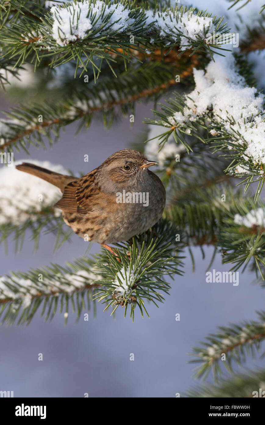 Dunnock, hedge accentor, hedge sparrow, hedge warbler, Heckenbraunelle ...
