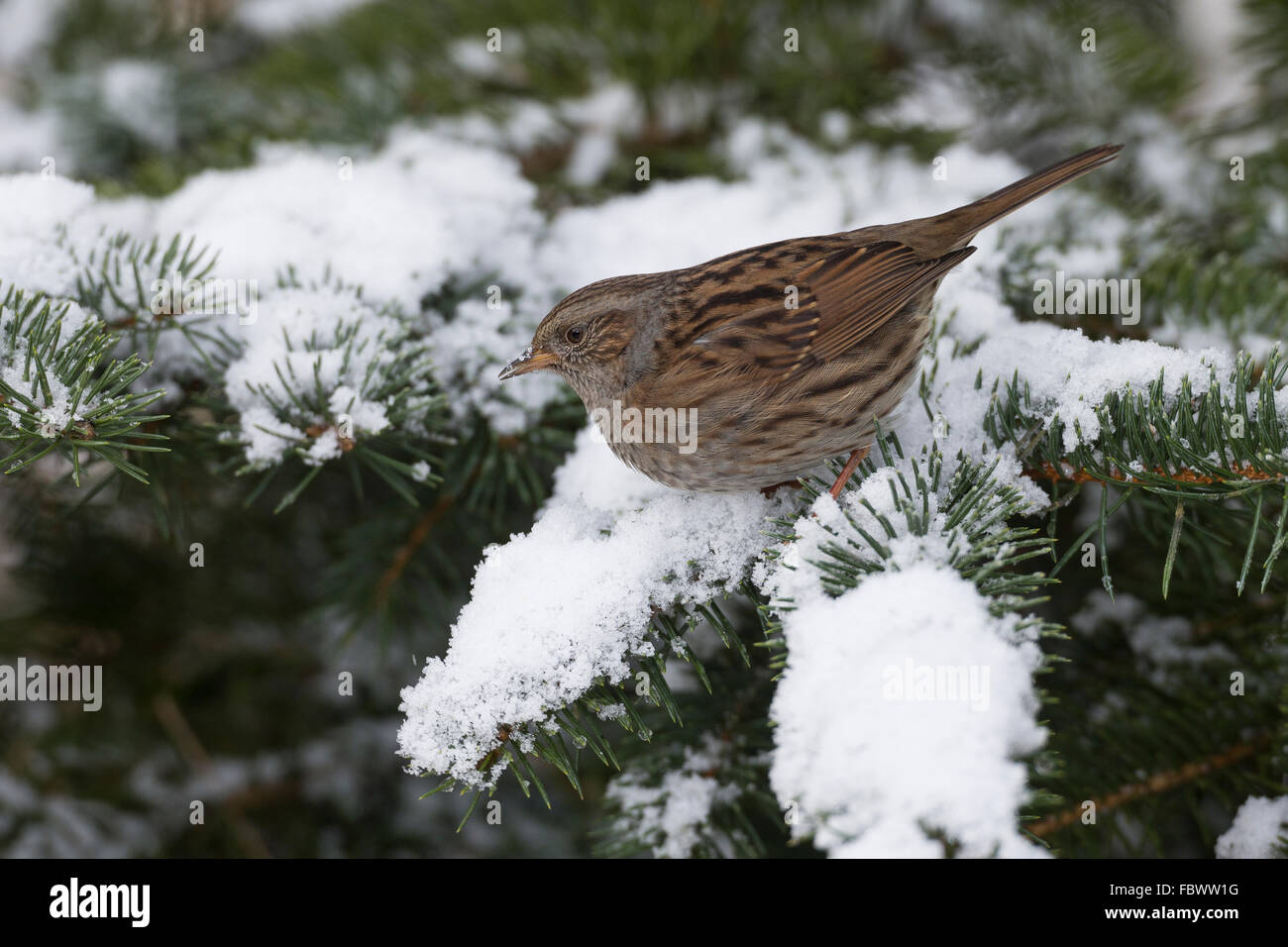 Dunnock, hedge accentor, hedge sparrow, hedge warbler, Heckenbraunelle ...