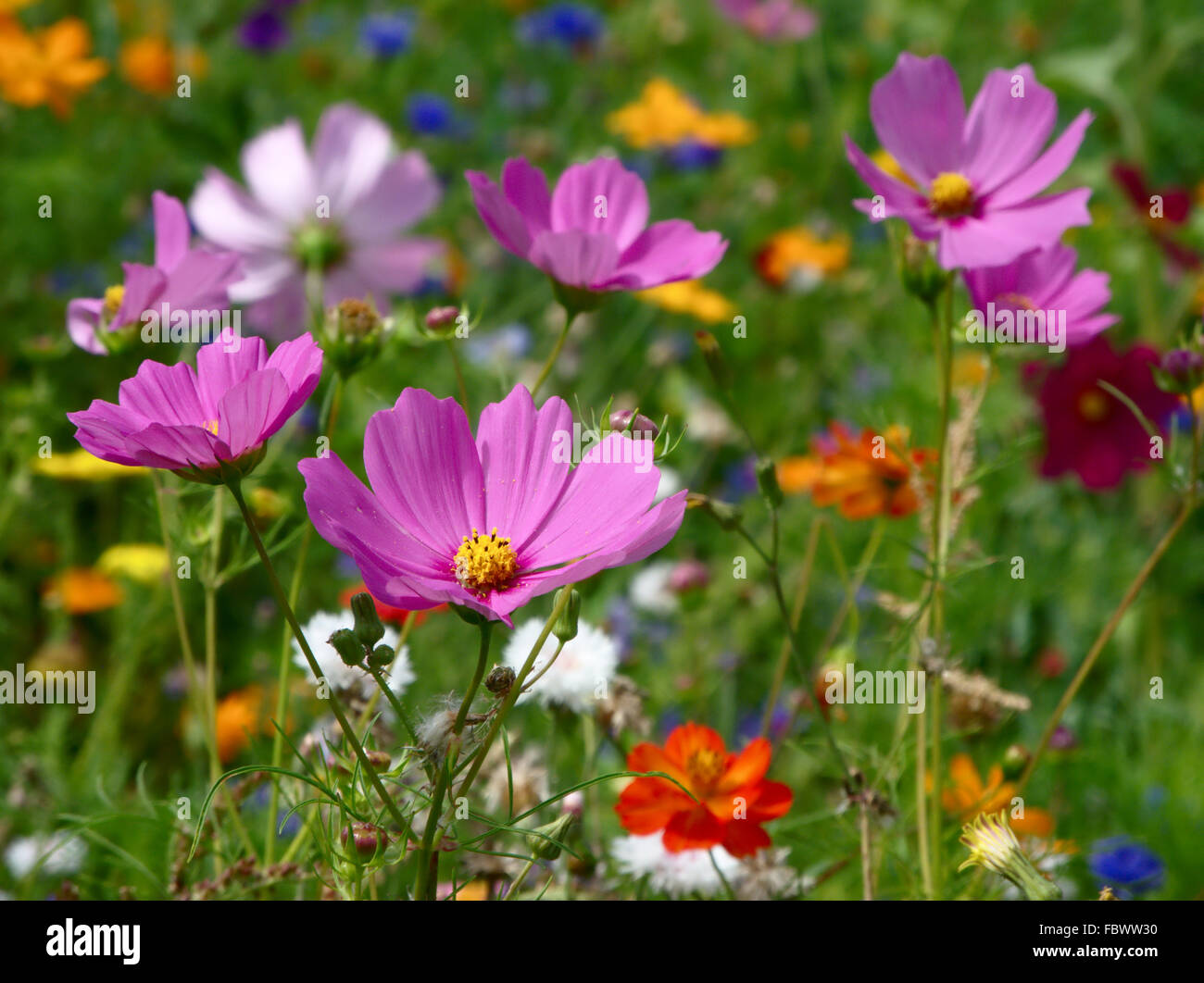 Multicolored flower maedow hi-res stock photography and images - Alamy