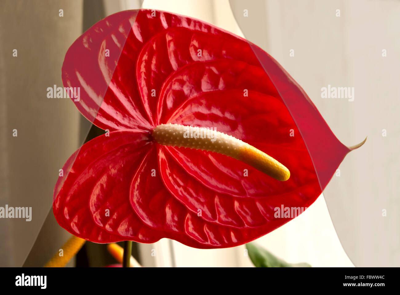 Flower sheet hi-res stock photography and images - Alamy