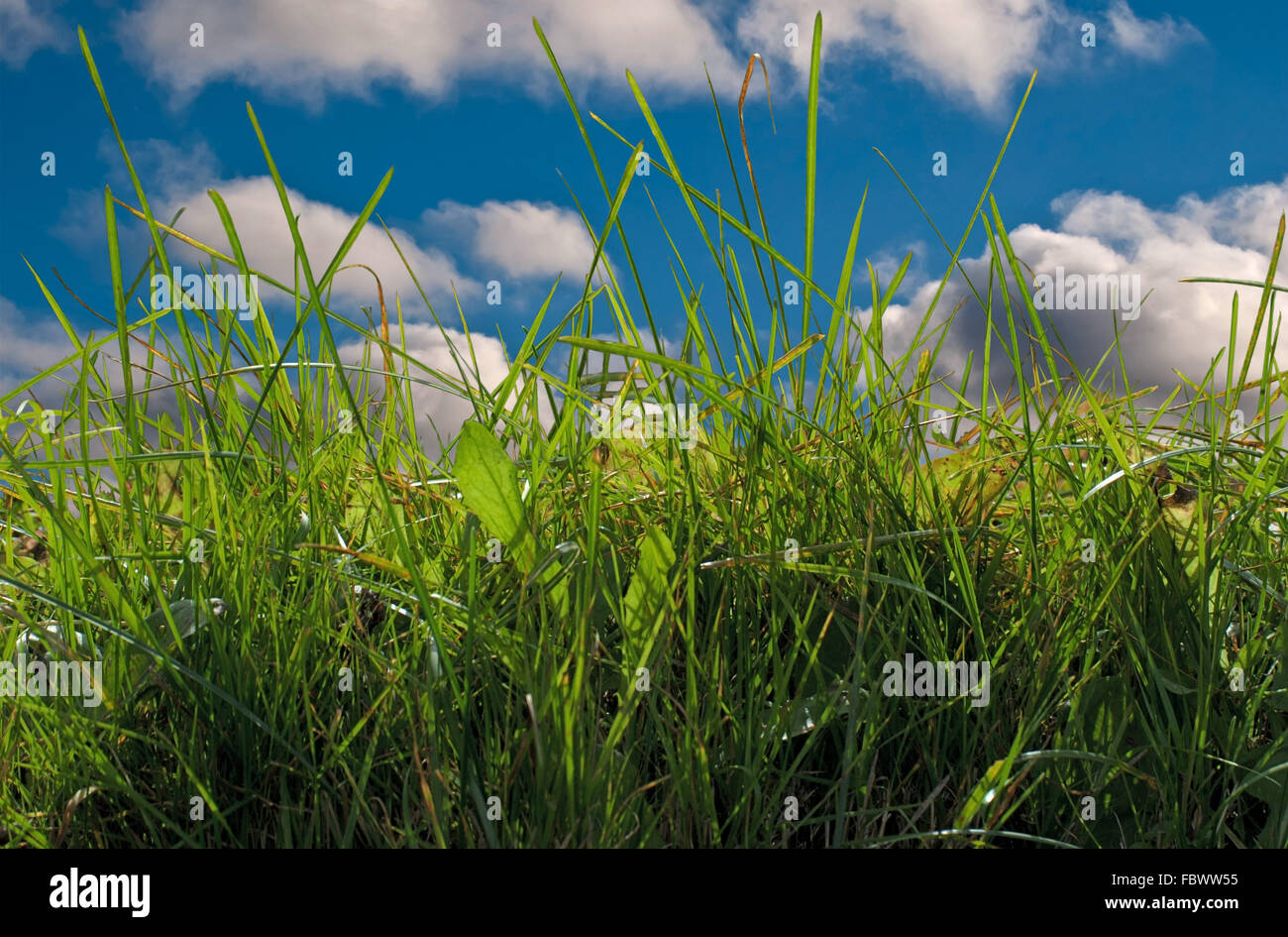 Grass Plot High Resolution Stock Photography and Images - Alamy