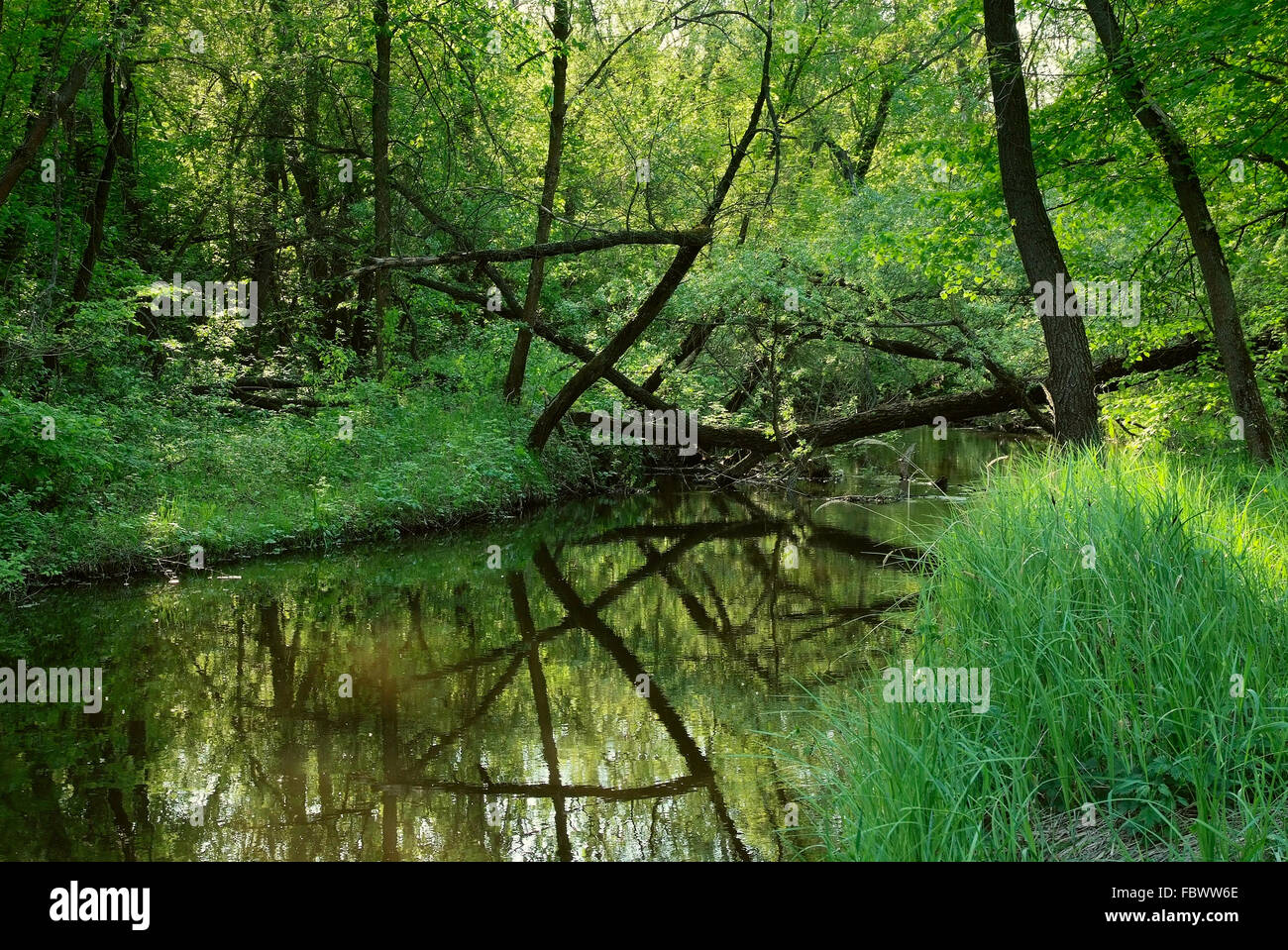 Small river in green forest hi-res stock photography and images - Alamy