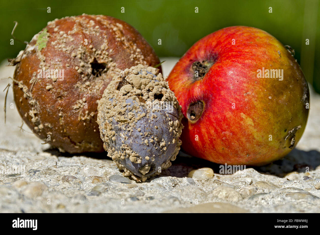 two rotten apples and a plum Stock Photo - Alamy