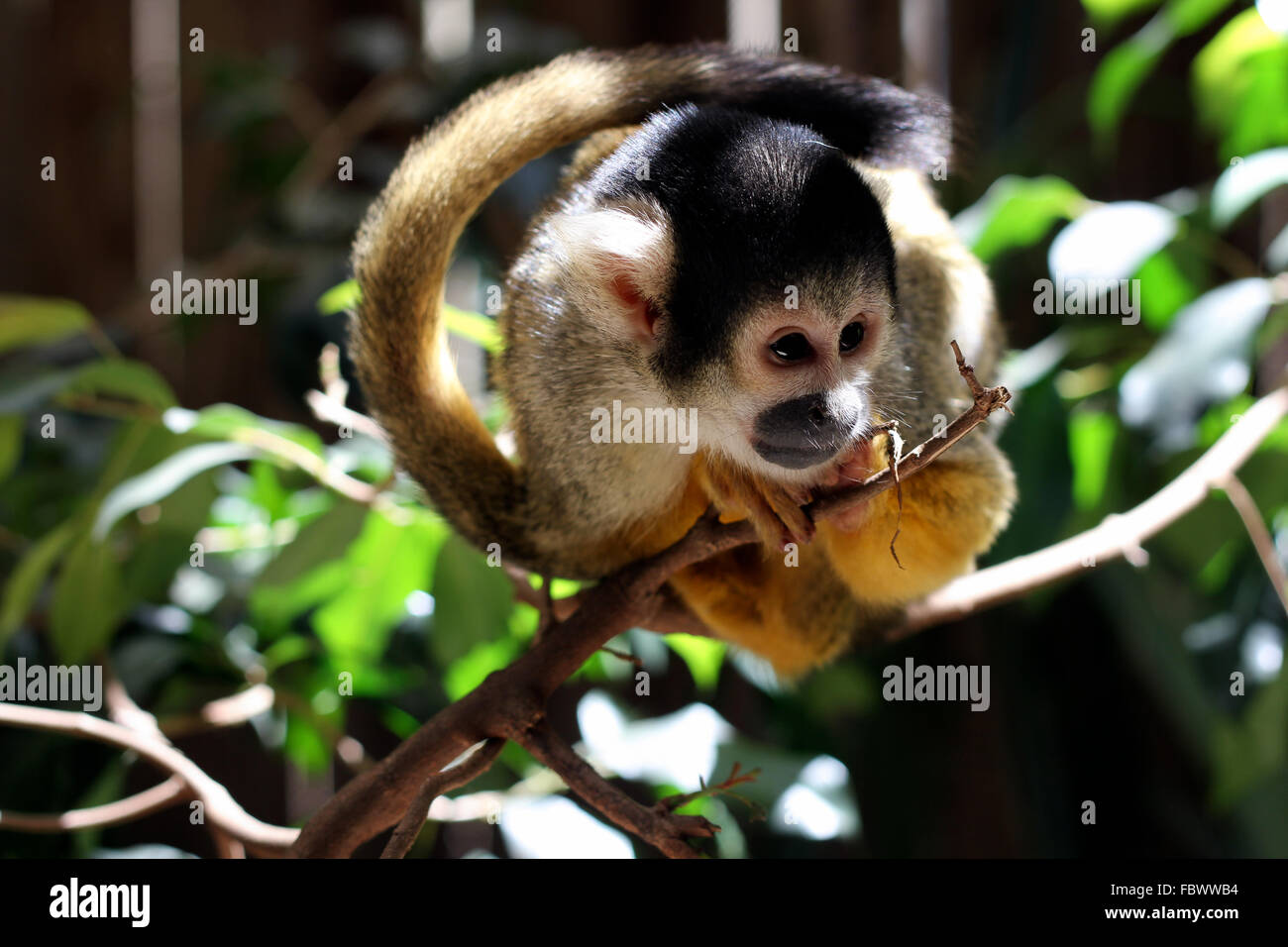 Common marmoset callithrix jacchus hi-res stock photography and images ...