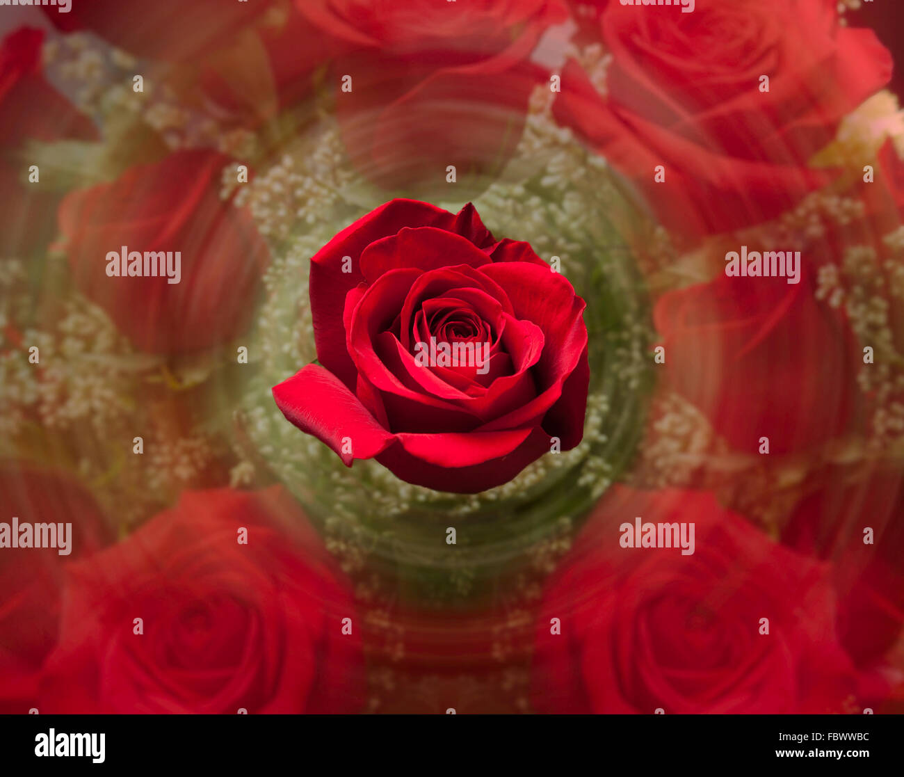 Glorious roses hi-res stock photography and images - Alamy