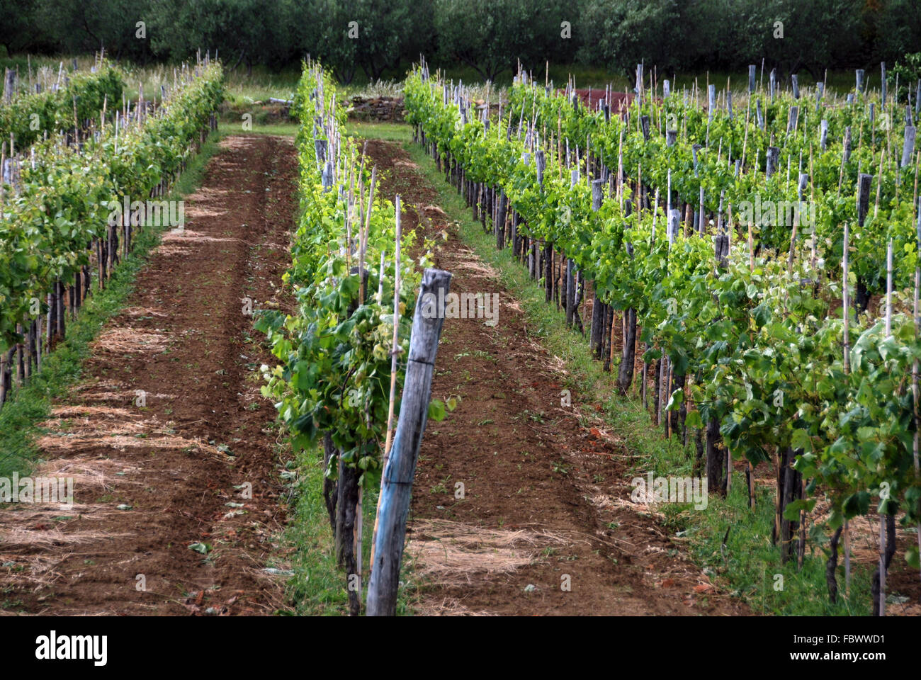 Vineyard in spring Stock Photo - Alamy