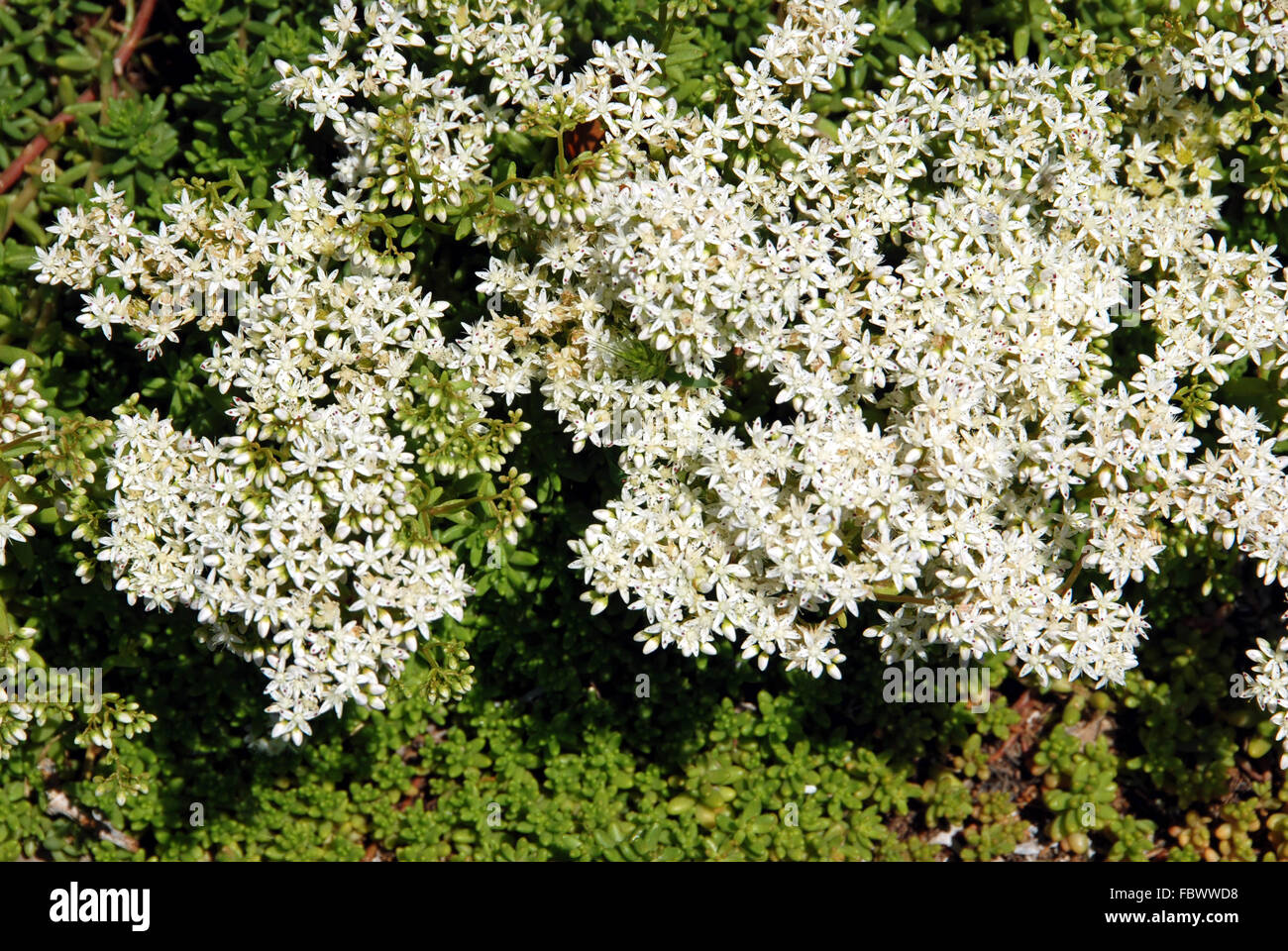 White Stonecrop Sedum Album Flowering High Resolution Stock Photography ...