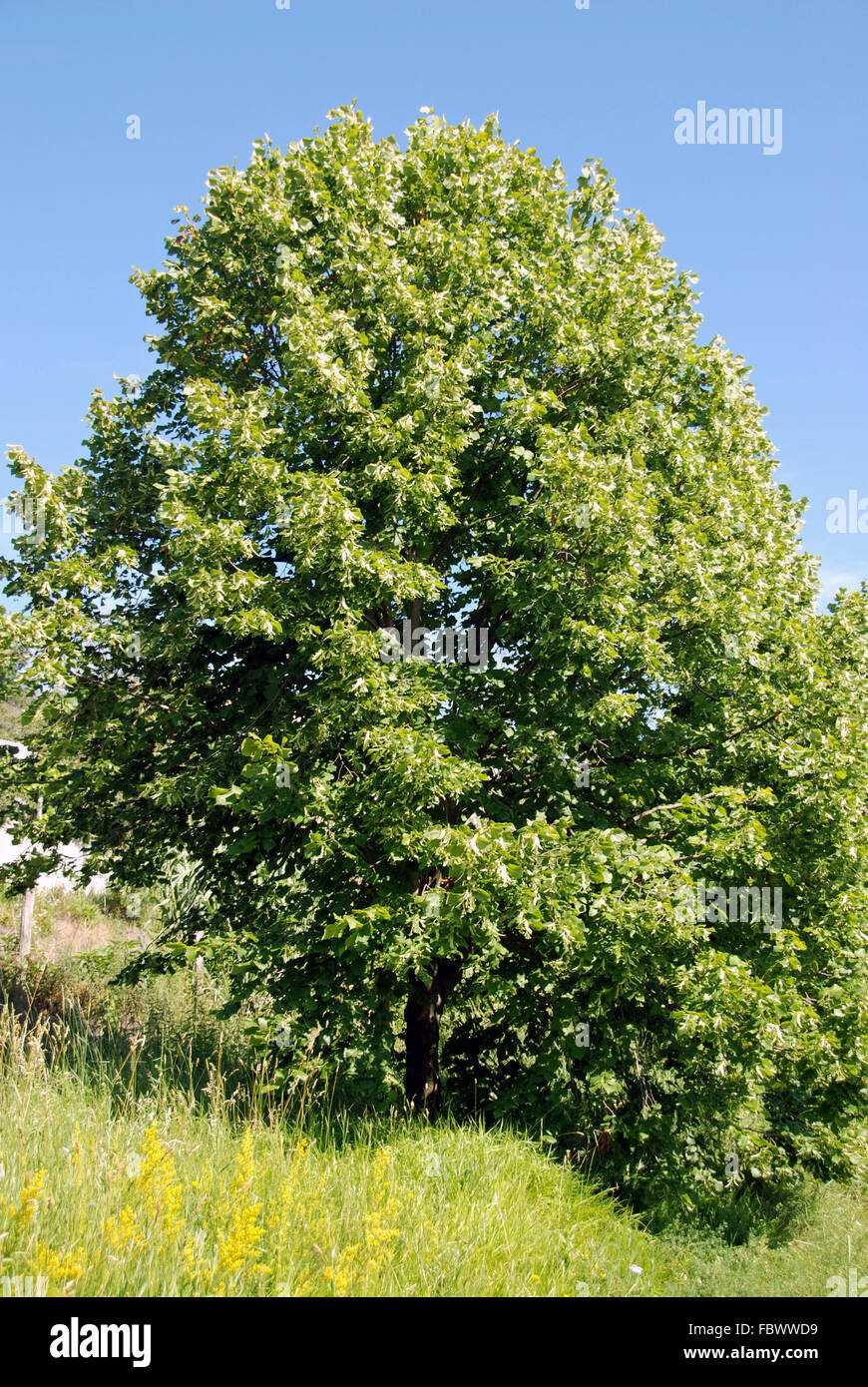 Flowering linden tree Stock Photo - Alamy