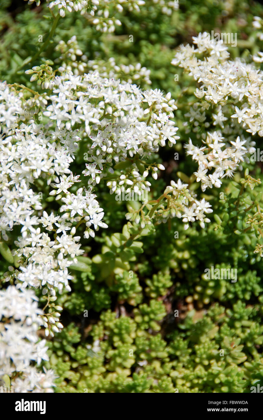 White Stonecrop Sedum Album Flowering High Resolution Stock Photography ...