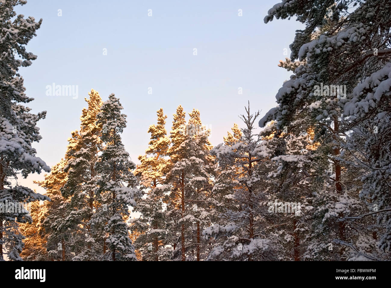 Sun in the fir trees Stock Photo - Alamy