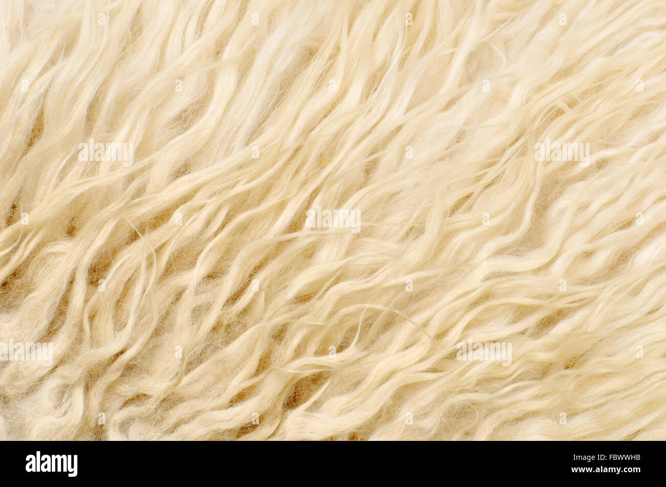 close up sheepskin texture background Stock Photo - Alamy