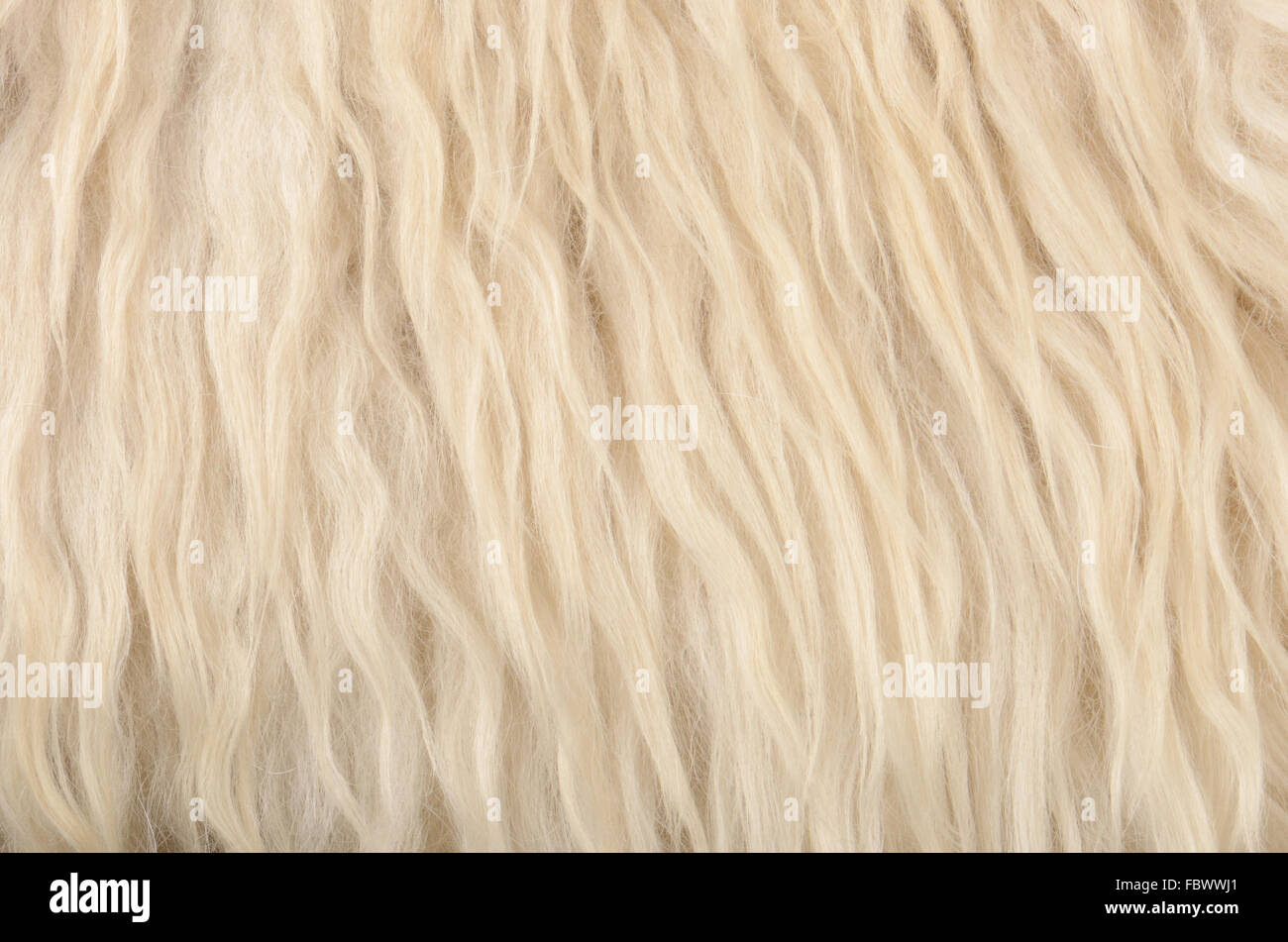 close up sheepskin texture background Stock Photo - Alamy
