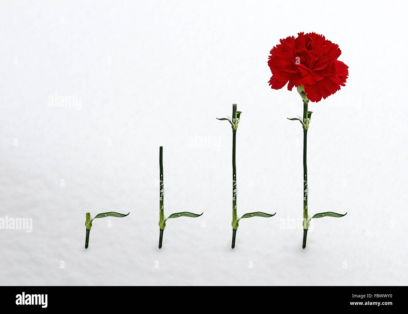Red carnation and three stems in the snow Stock Photo - Alamy