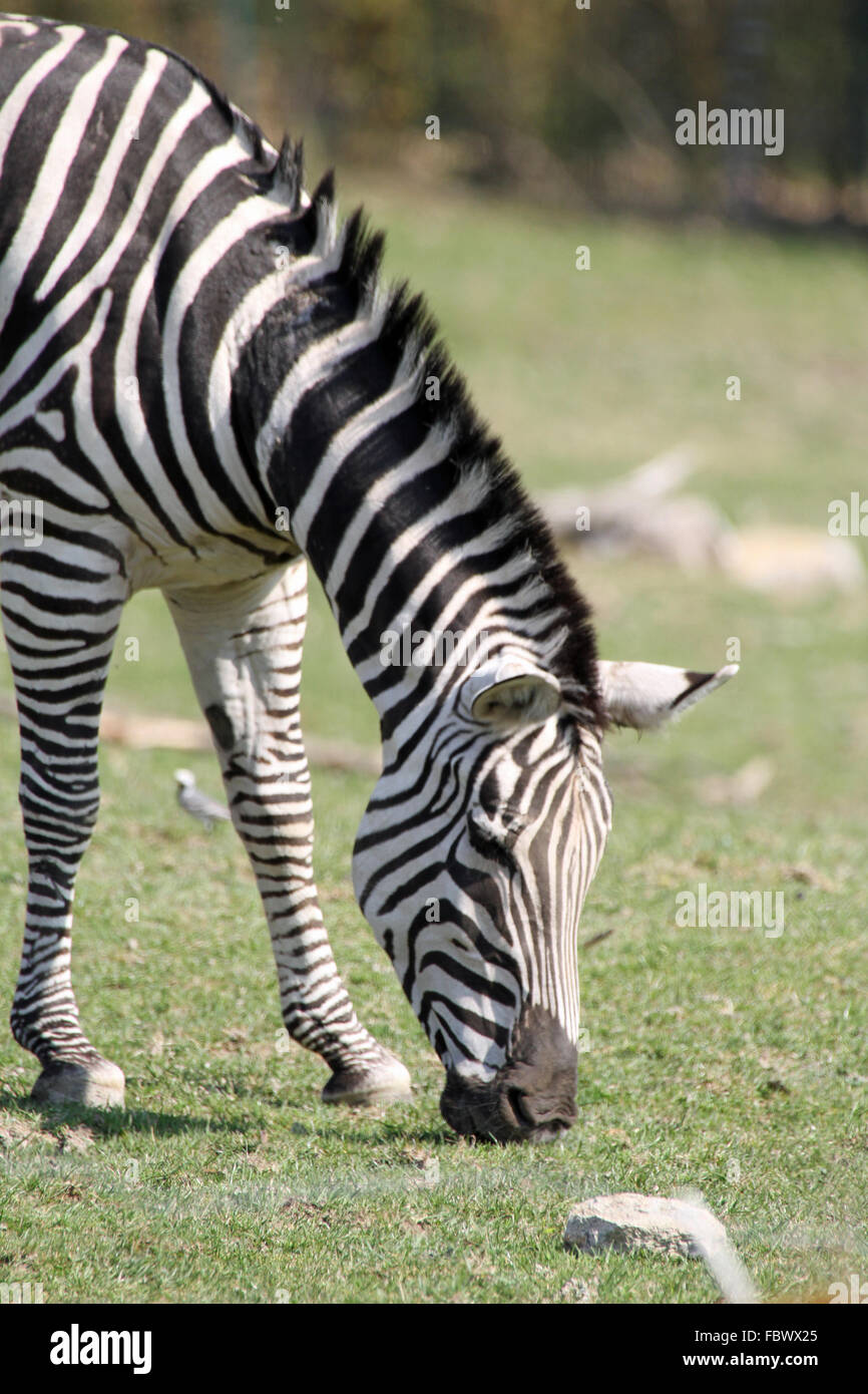 Zebra legs hi-res stock photography and images - Alamy