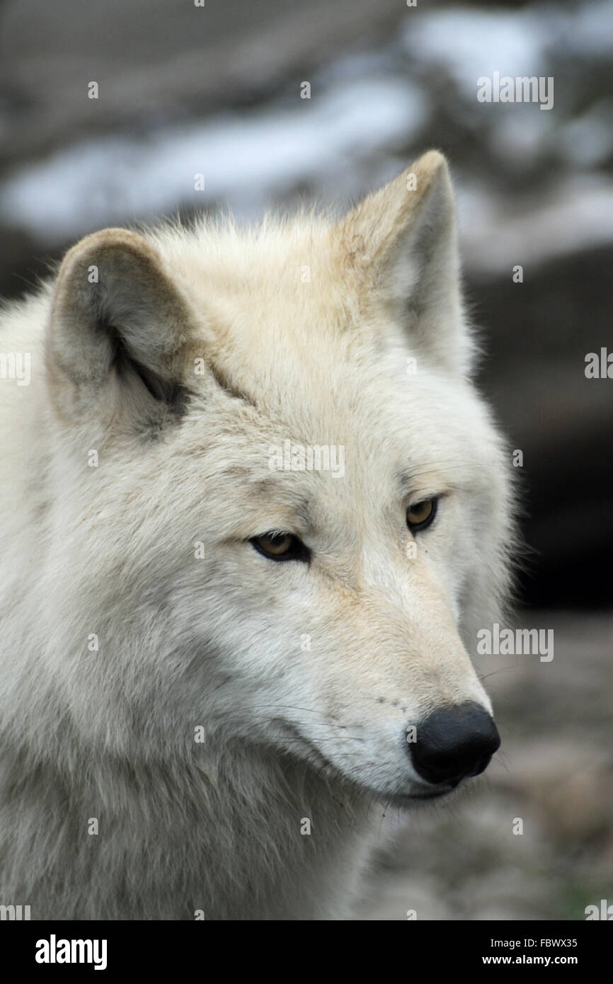 Polarwolf hi-res stock photography and images - Alamy