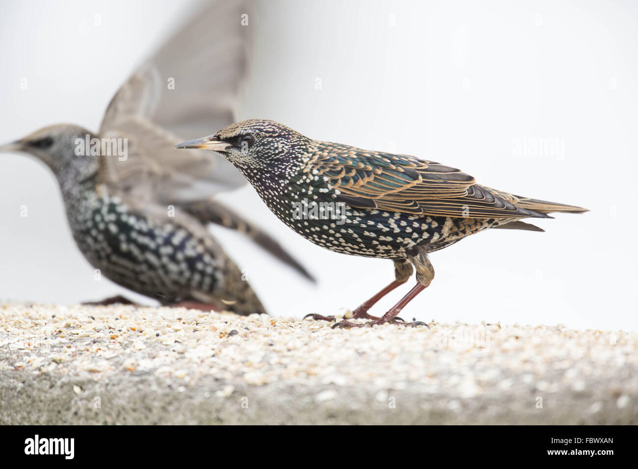 Shot starling hi-res stock photography and images - Alamy