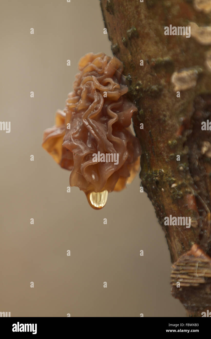 Tremella hi-res stock photography and images - Alamy