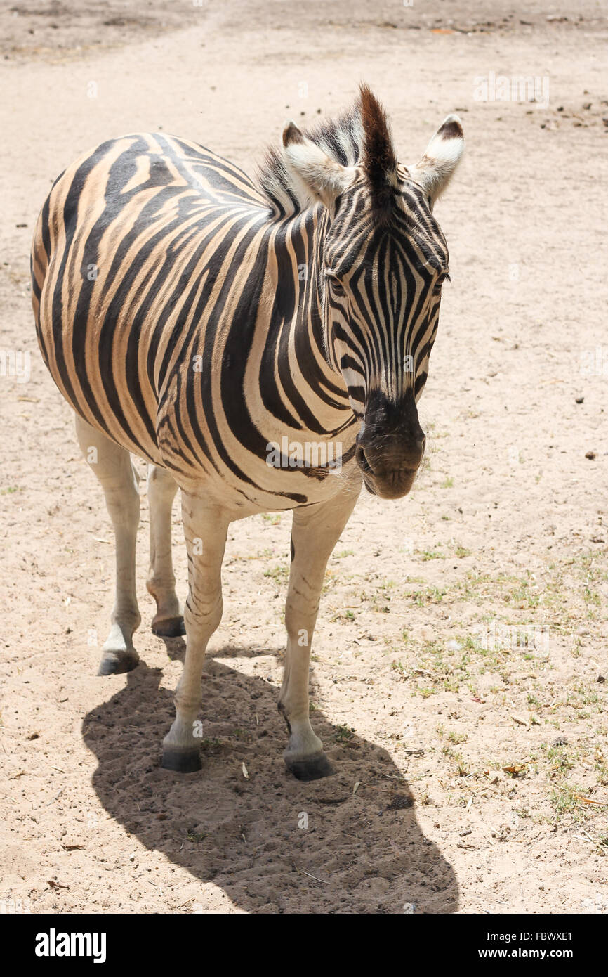 Beauty of zebra hi-res stock photography and images - Alamy