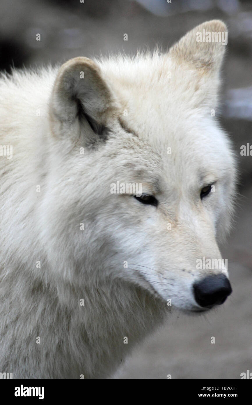 Polarwolf hi-res stock photography and images - Alamy