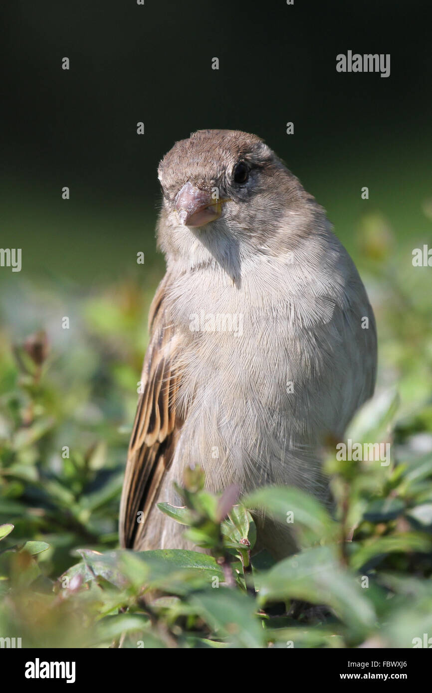 Sparrow face hi-res stock photography and images - Alamy