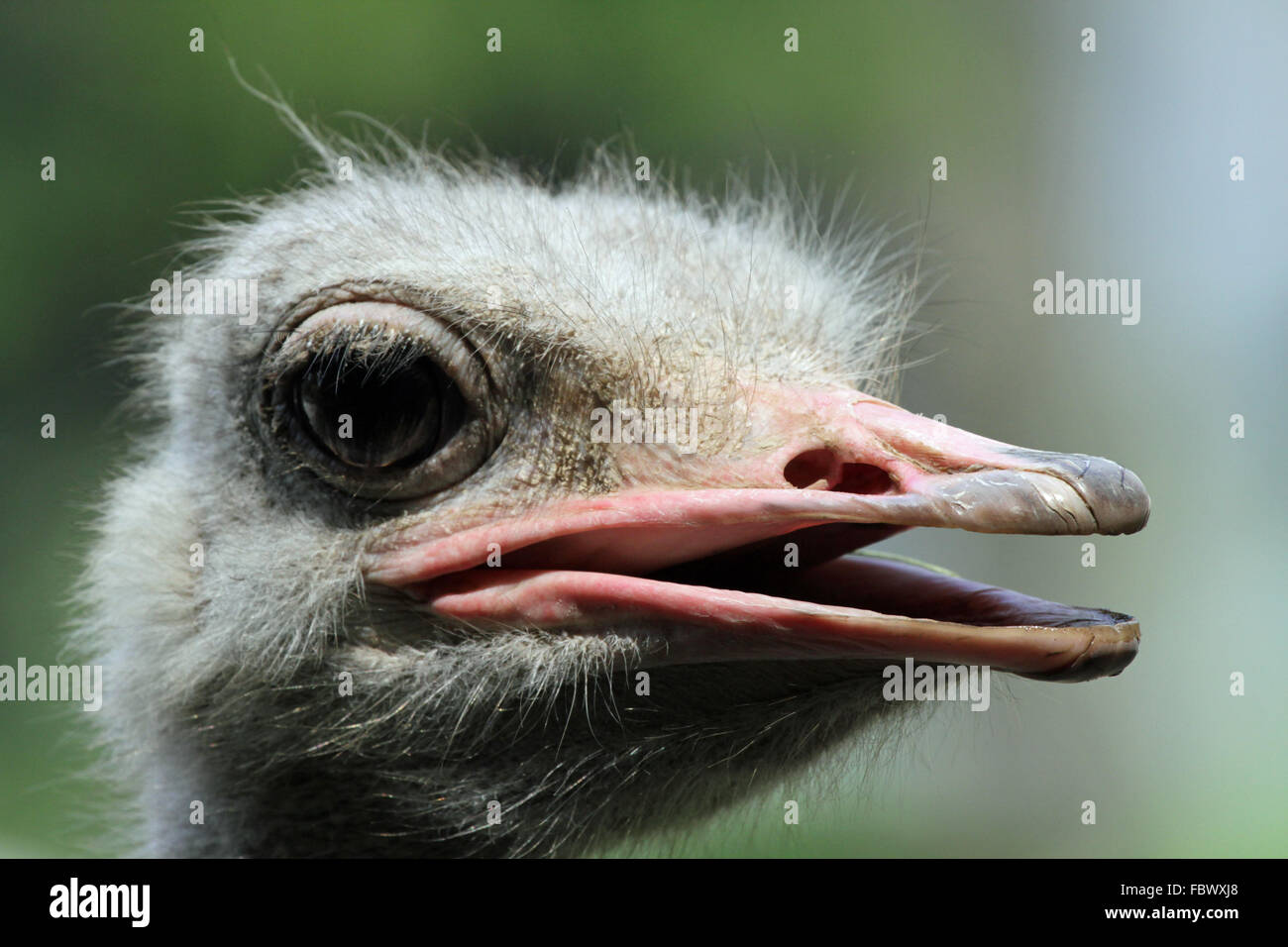 Ostrich head details hi-res stock photography and images - Alamy