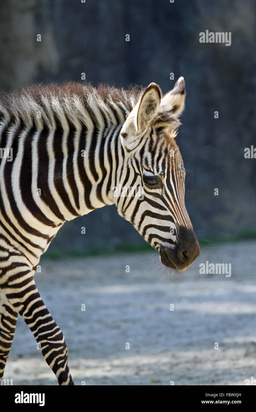 Zebrafohlen hi-res stock photography and images - Alamy