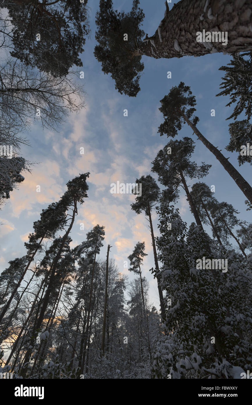 Pines snow hi-res stock photography and images - Alamy