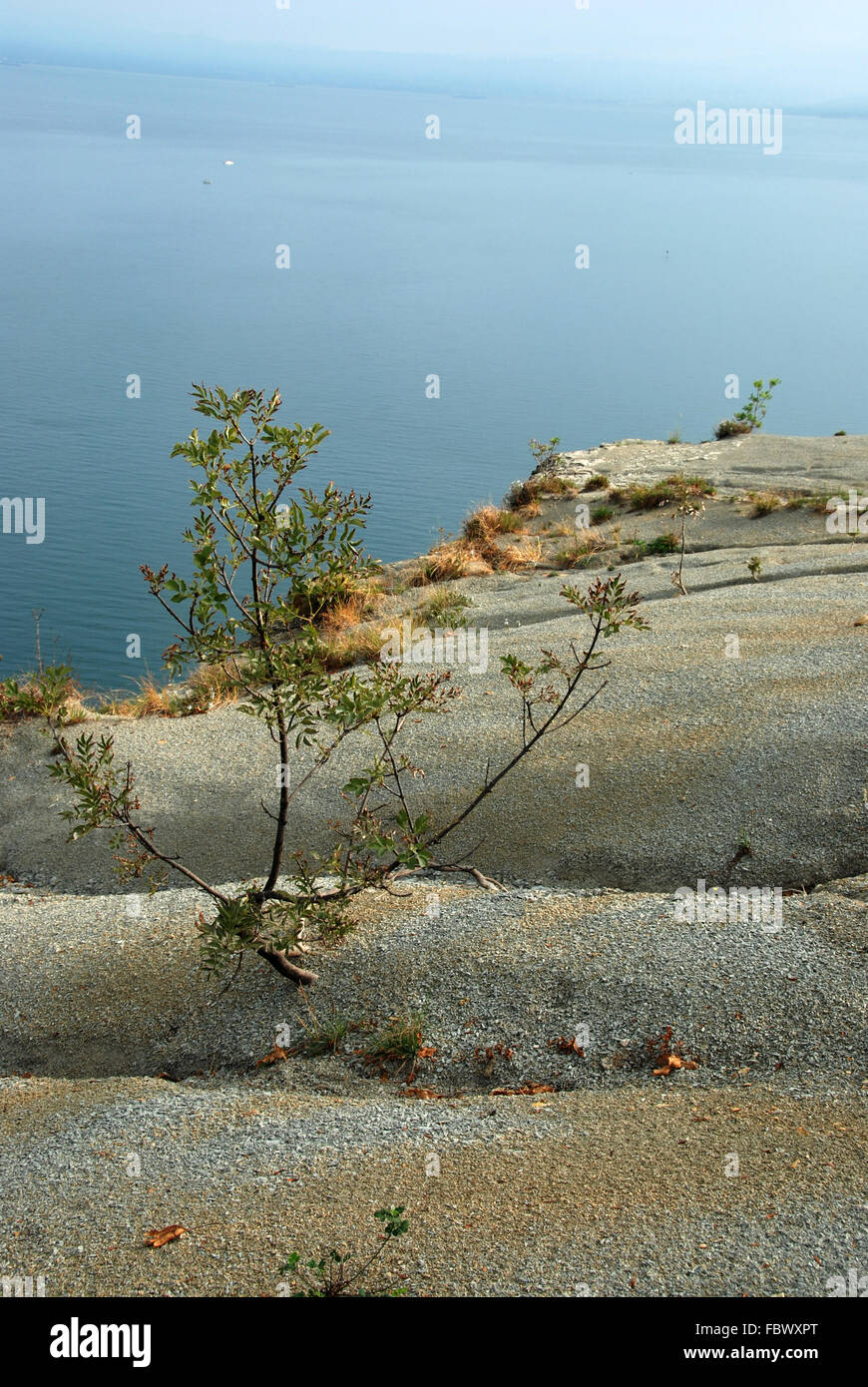 Tree in the sand Stock Photo - Alamy