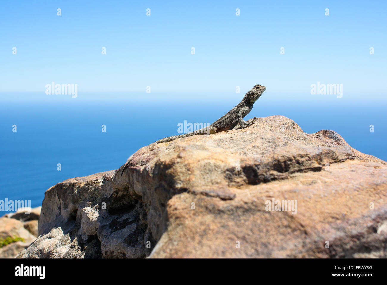 Gecko on a Rock Stock Photo - Alamy