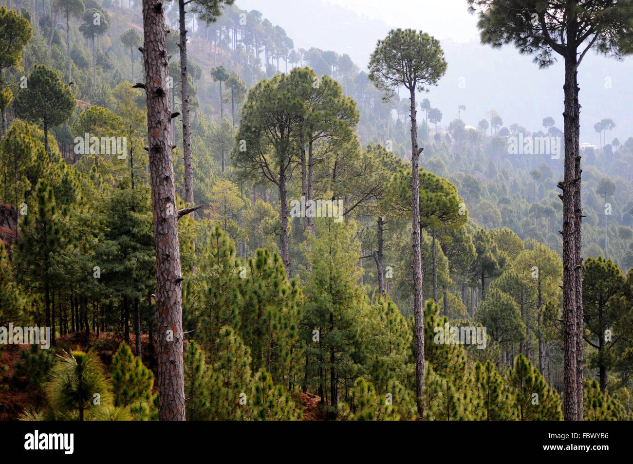 Murree pakistan hi-res stock photography and images - Alamy