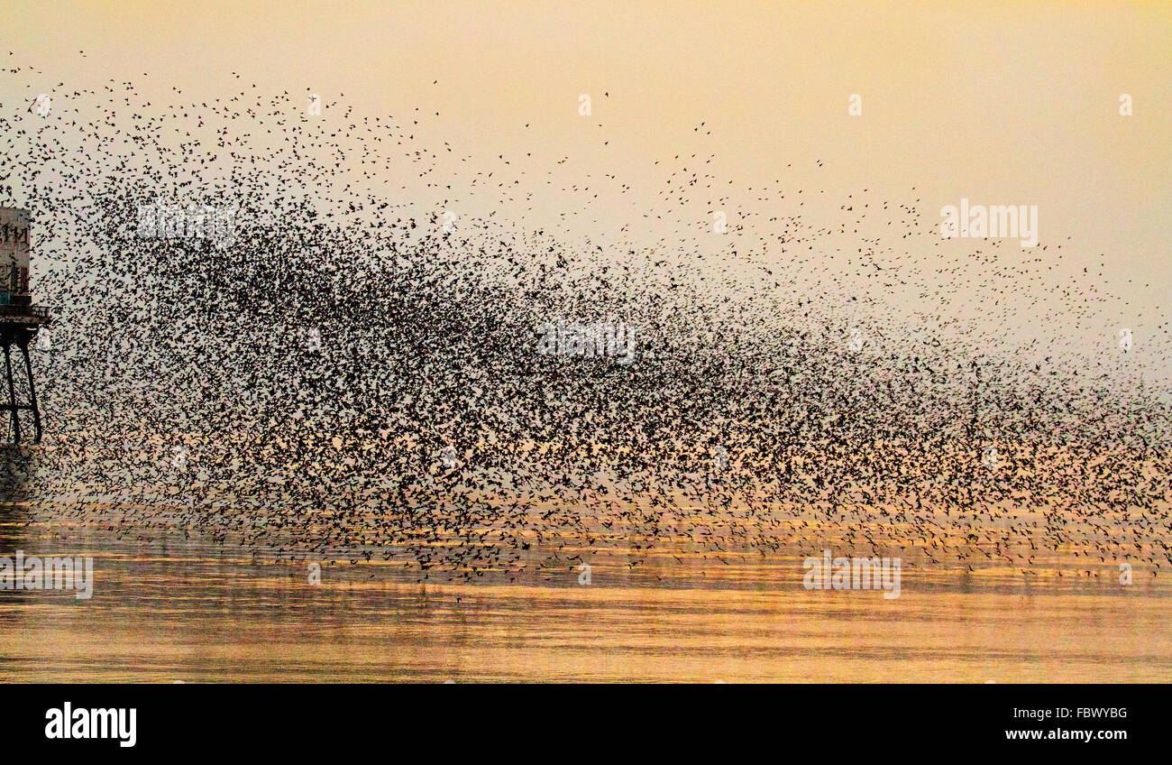 Starling murmuration, birds in flight flying at Blackpool, Lancashire ...