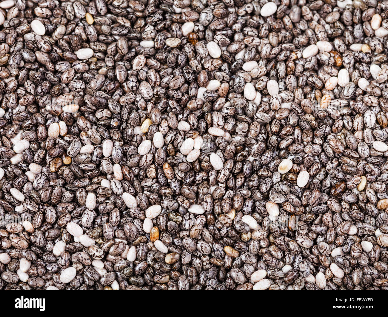 Salvia hispanica plant seeds hi-res stock photography and images - Alamy