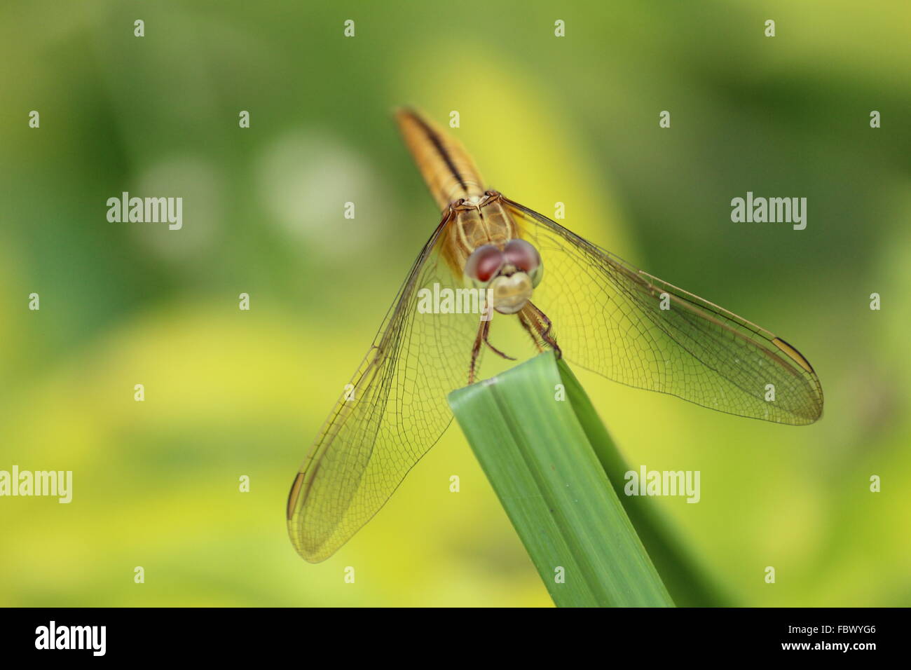 butterfly; beautifull yellow dragonfly. (insects)with green and yellow ...